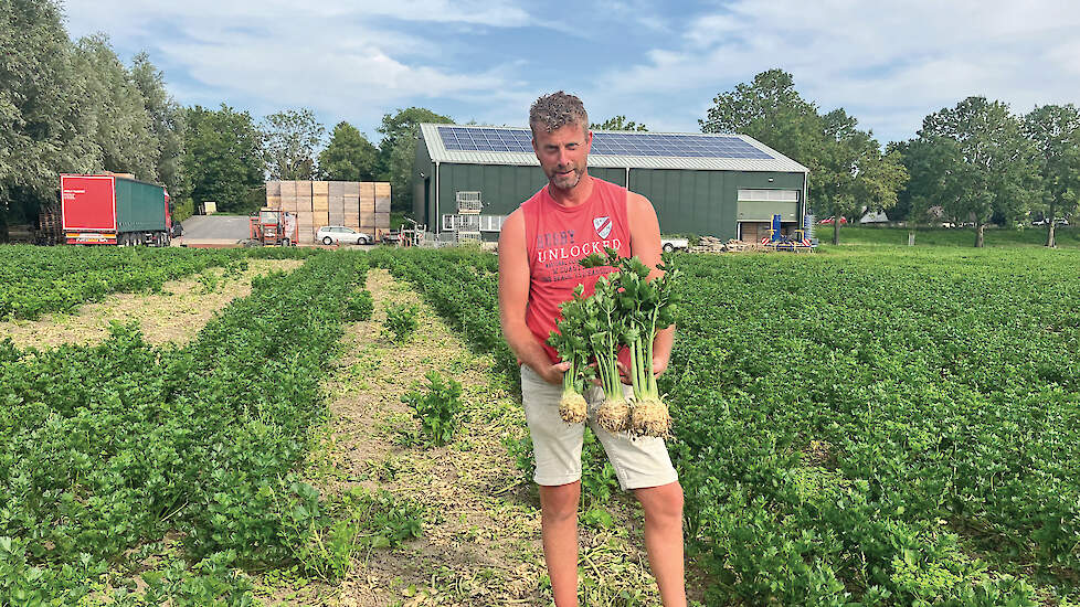 Demoveld knolselderij: goede knolzetting, geen Septoria | Ekoland.nl ... Demoveld knolselderij: goede knolzetting, geen Septoria | Ekoland.nl ...