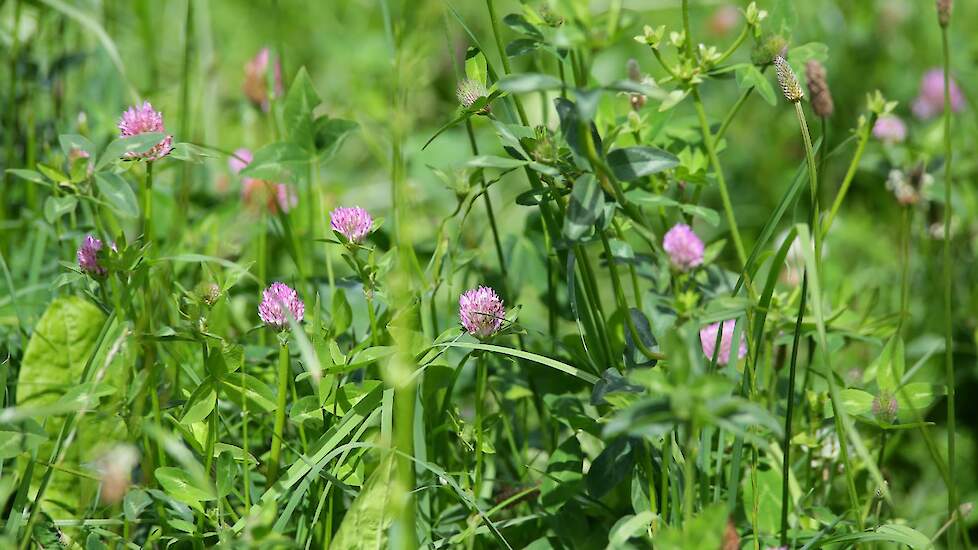 ‘Mijn koeien eten het kruidenrijke gras heel graag’ | Ekoland.nl ...