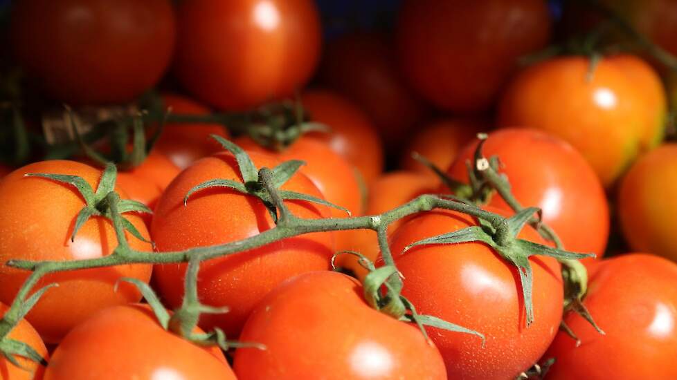 Column: Michel Haring: ‘Blijf transparant over gentechnologie in ...